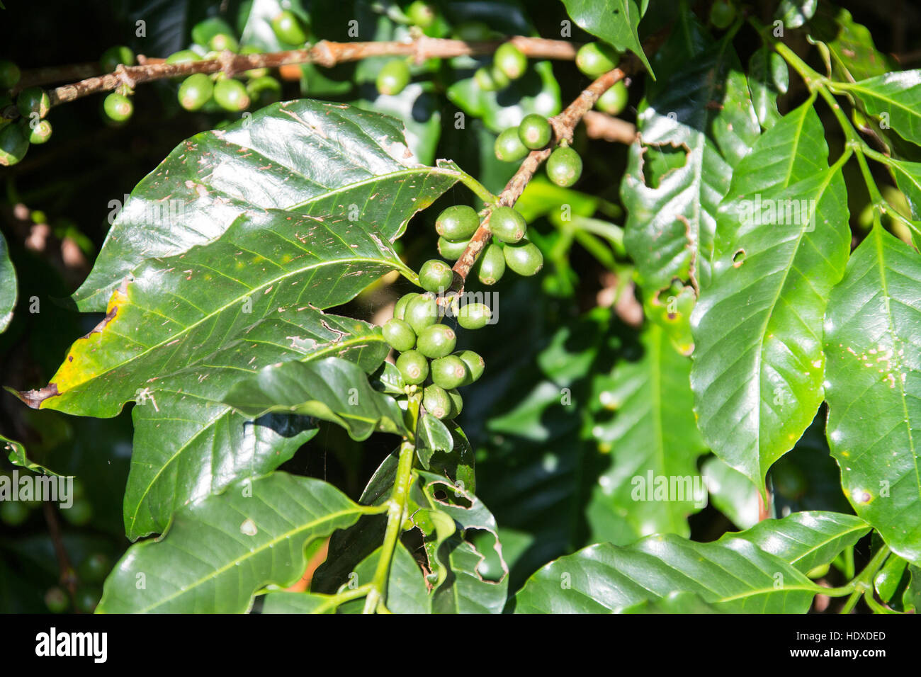Coffee beans growing in the Kesai District of Nepal Stock Photo - Alamy