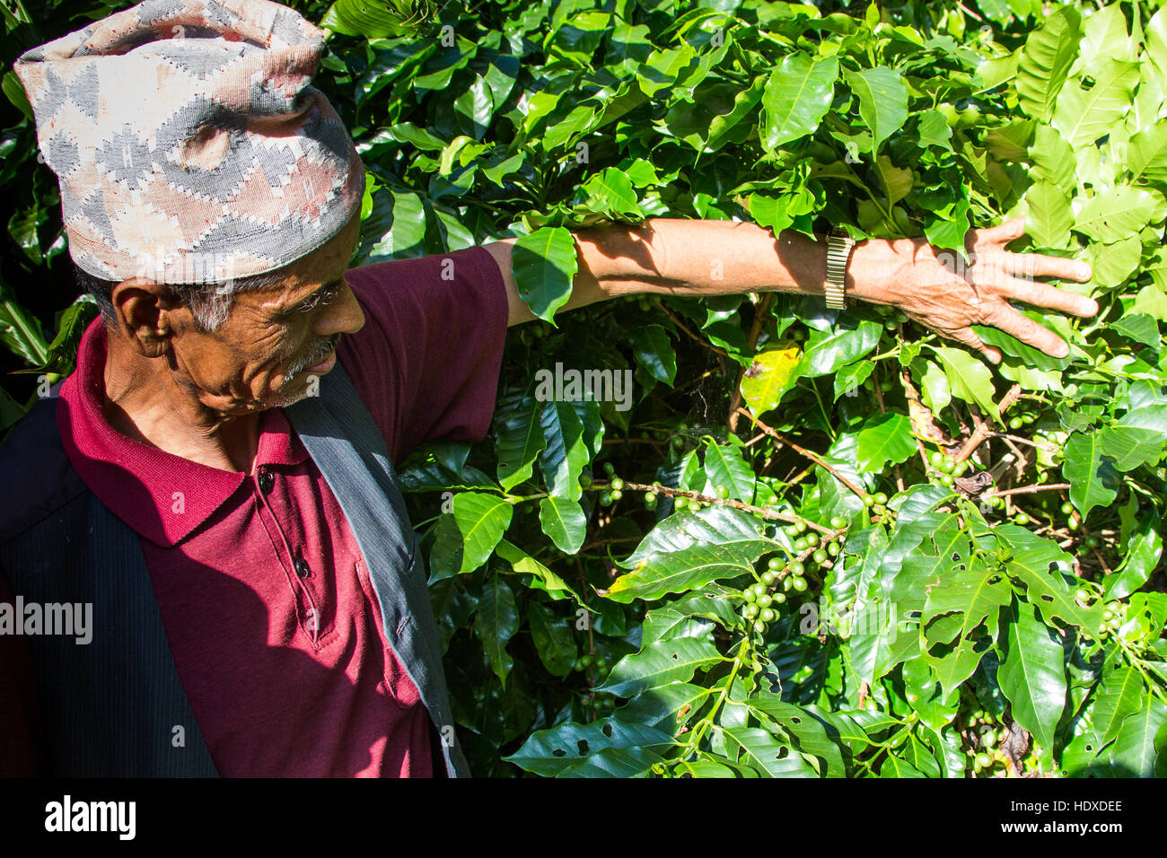Bean crop hi-res stock photography and images - Alamy