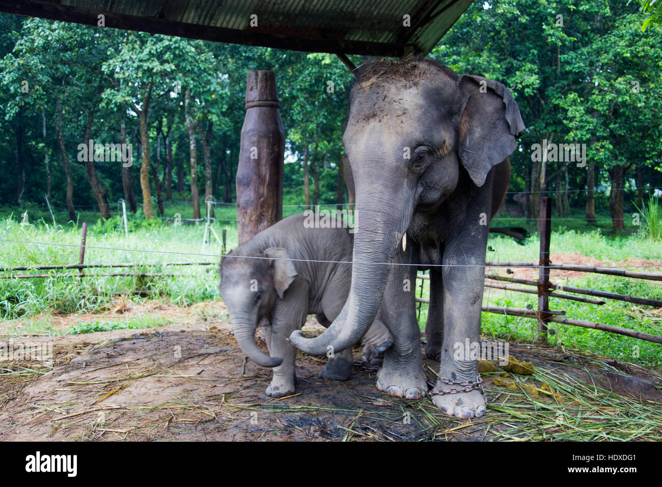 Trained elephant hi-res stock photography and images - Alamy