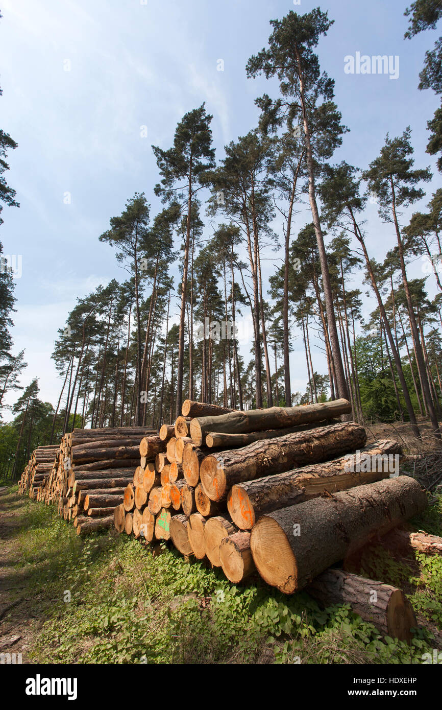 Pine wood stack hi-res stock photography and images - Alamy