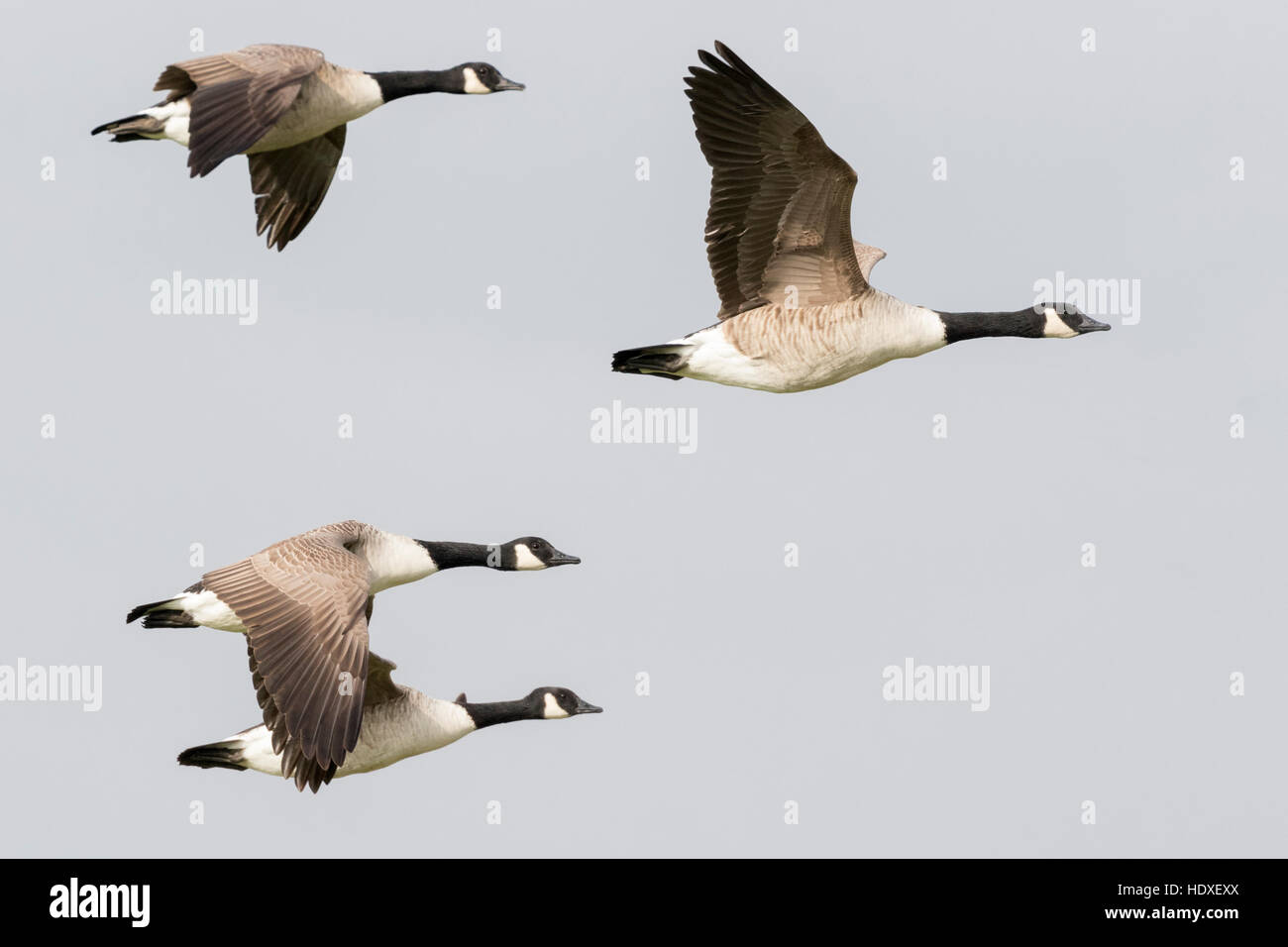 Canada Geese (Branta canadensis) in flight Stock Photo - Alamy