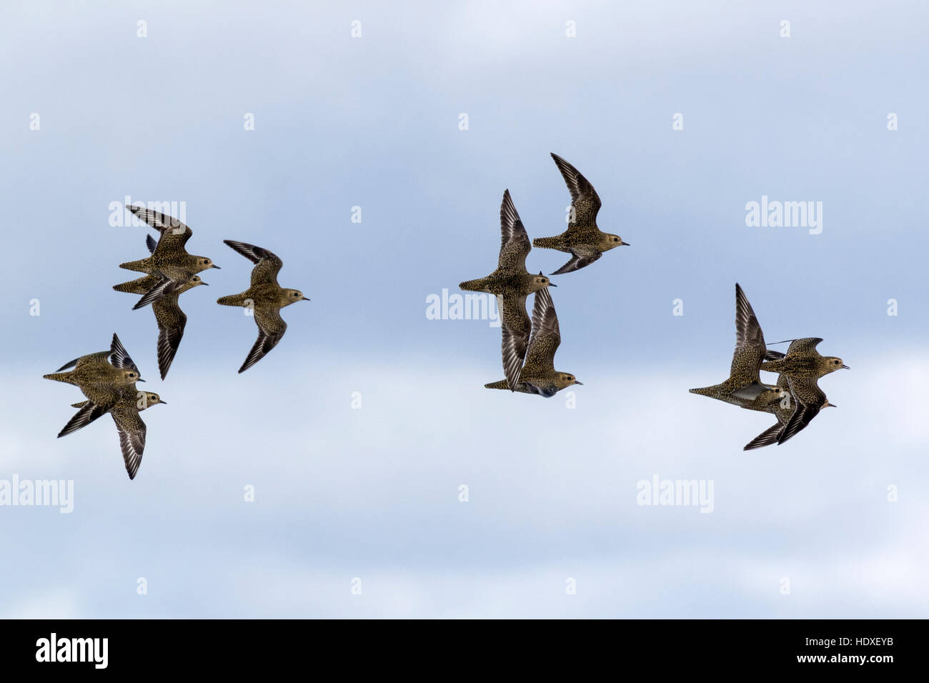Golden plovers in flight hi-res stock photography and images - Alamy