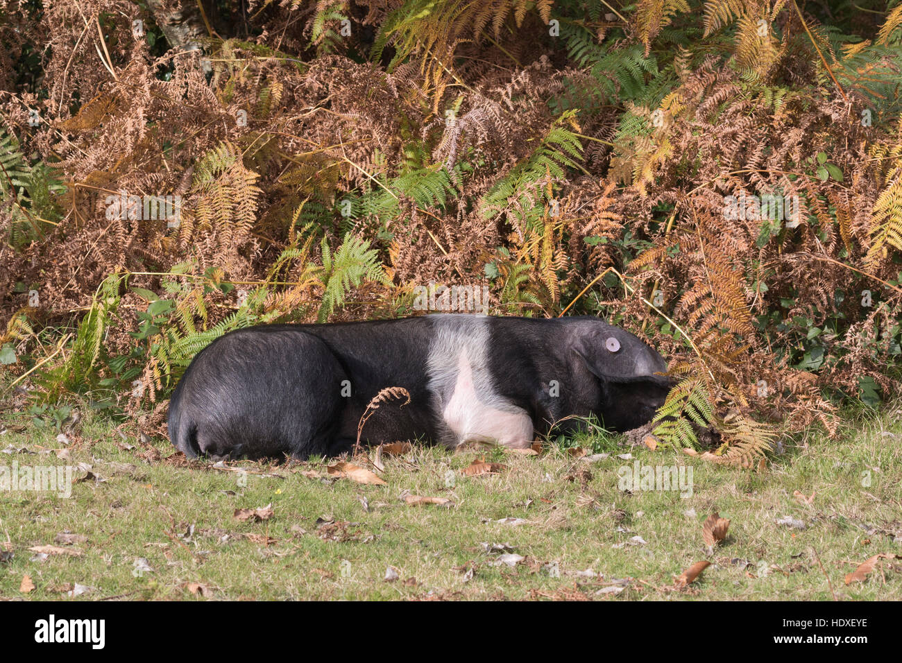 A pig resting amongst bracken in the New Forest, Hampshire - put out in ...