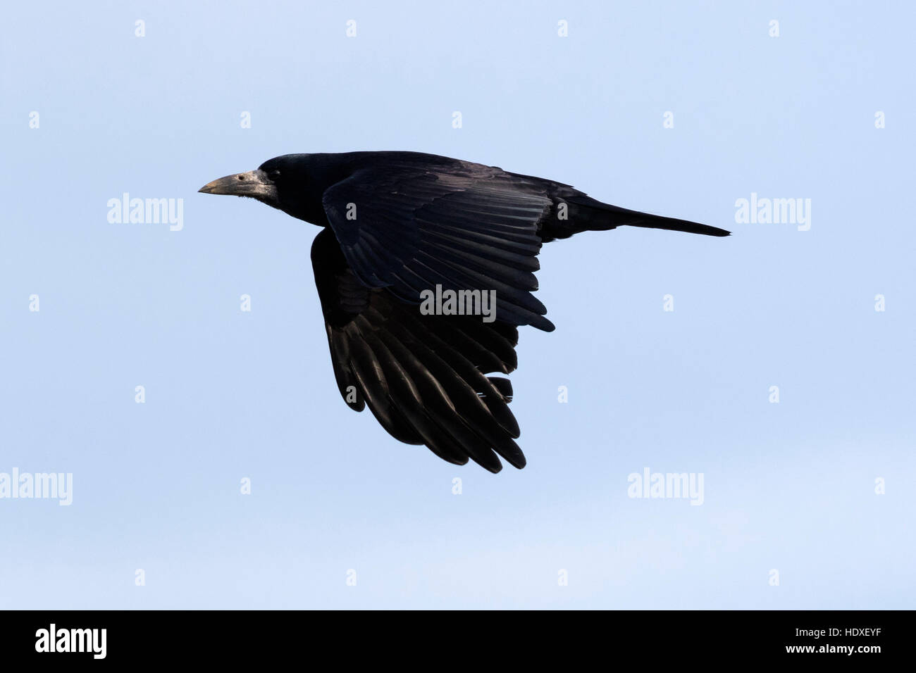 Rook (Corvus frugilegus) in flight Stock Photo - Alamy