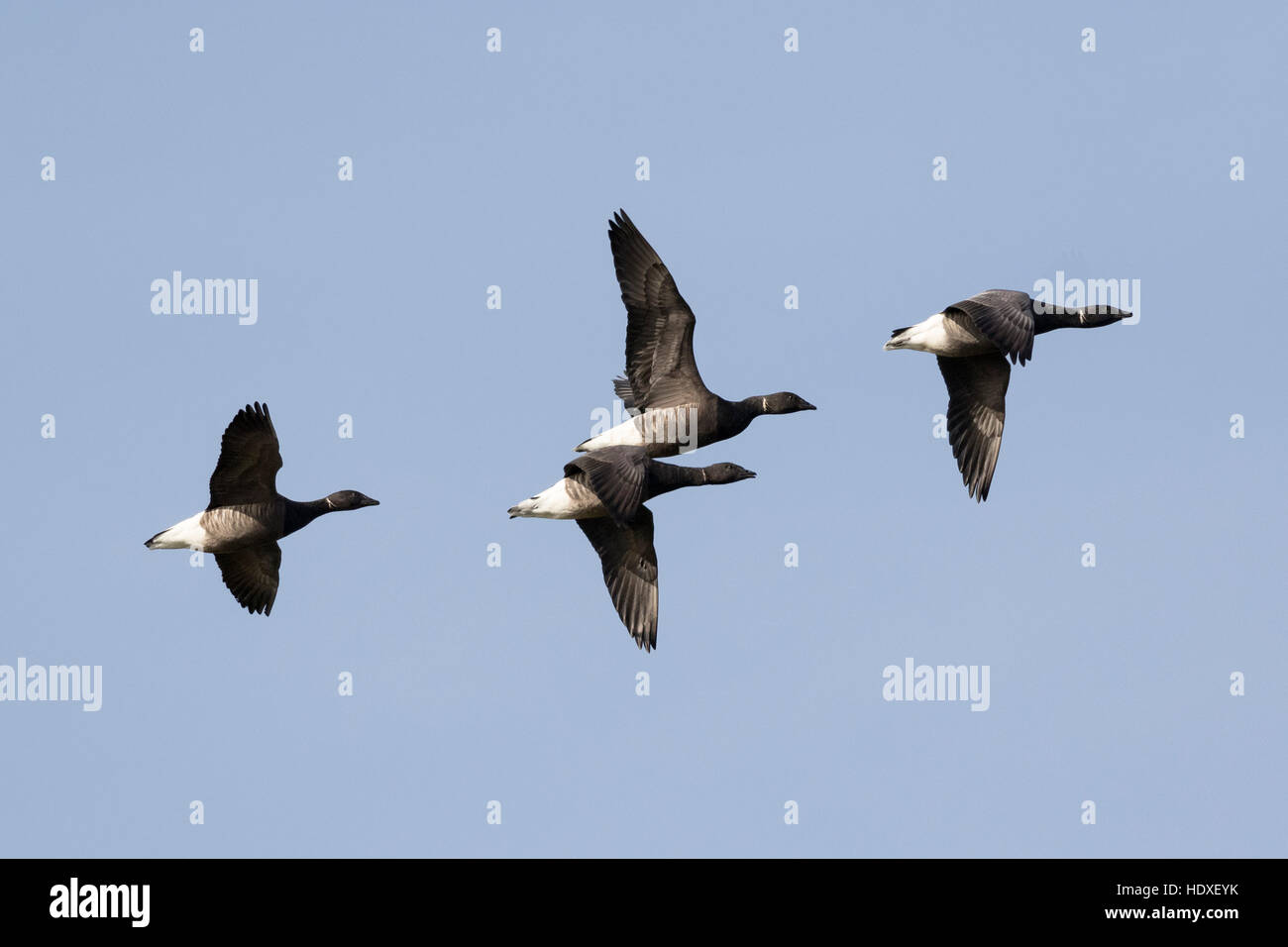 Dark-bellied Brent Geese (Branta bernicla bernicla) in flight Stock ...