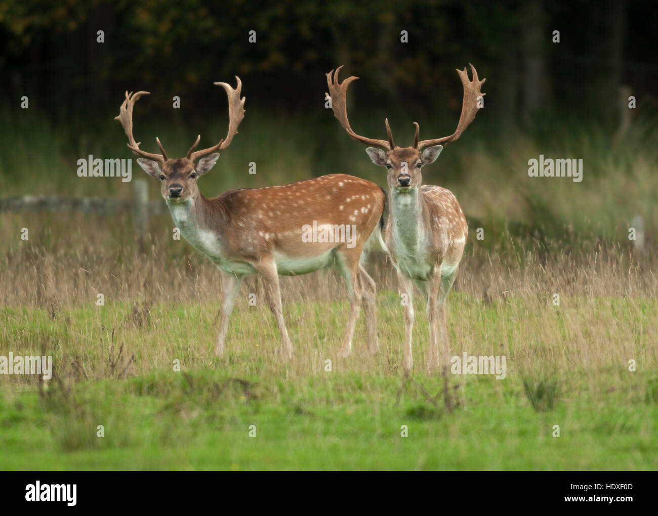 New forest buck hi-res stock photography and images - Alamy