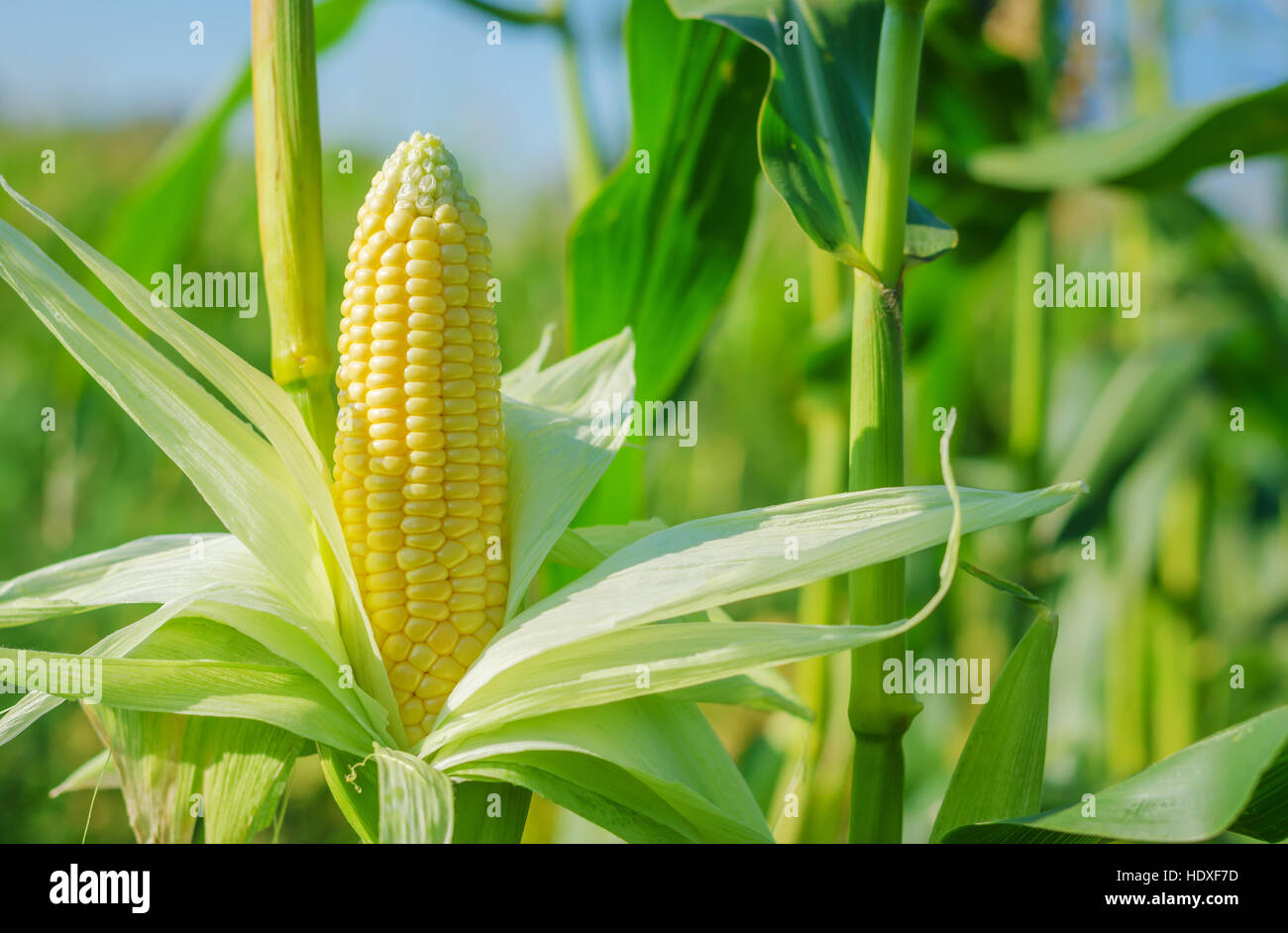 Ear of corn in a corn field in summer before harvest Stock Photo - Alamy