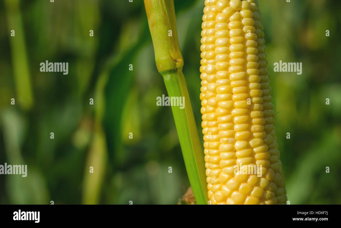 Ear of corn in a corn field in summer before harvest Stock Photo - Alamy