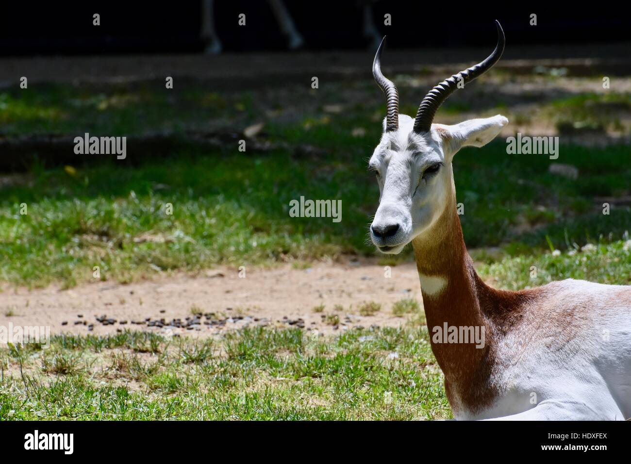 Male impala in wild hi-res stock photography and images - Alamy