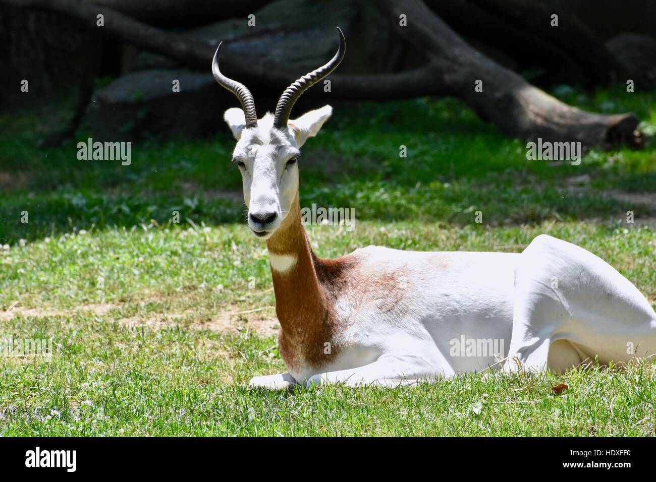 Male impala in wild hi-res stock photography and images - Alamy