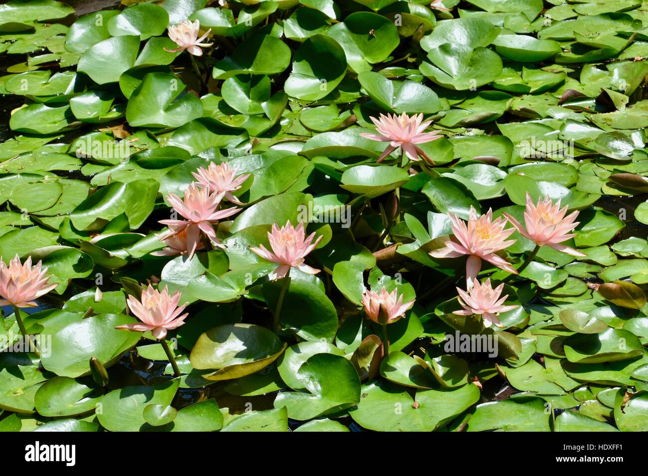 Lilly pads background hi-res stock photography and images - Alamy