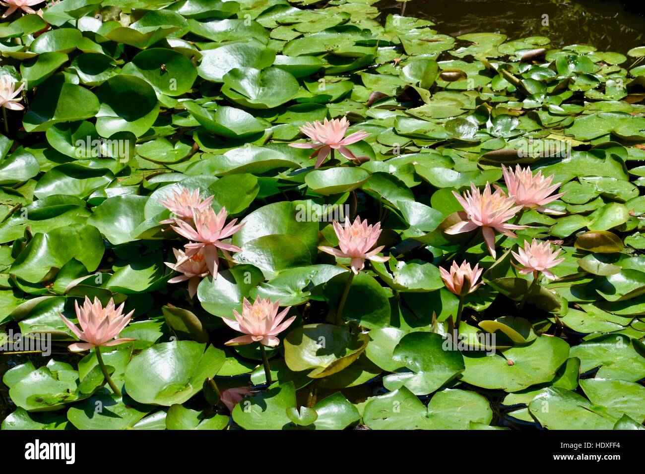 Lilly pads background hi-res stock photography and images - Alamy