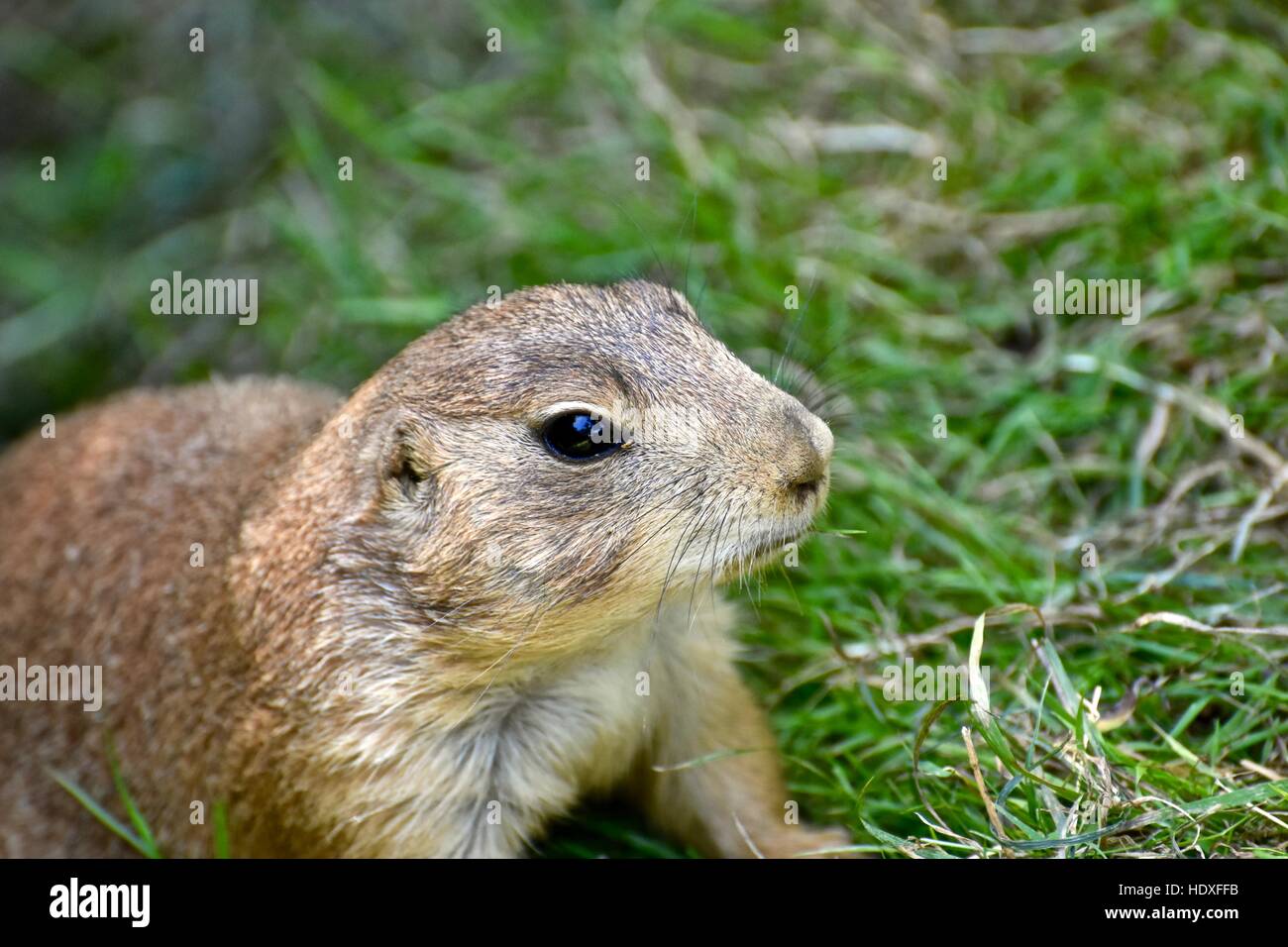 Out in the open hi-res stock photography and images - Alamy