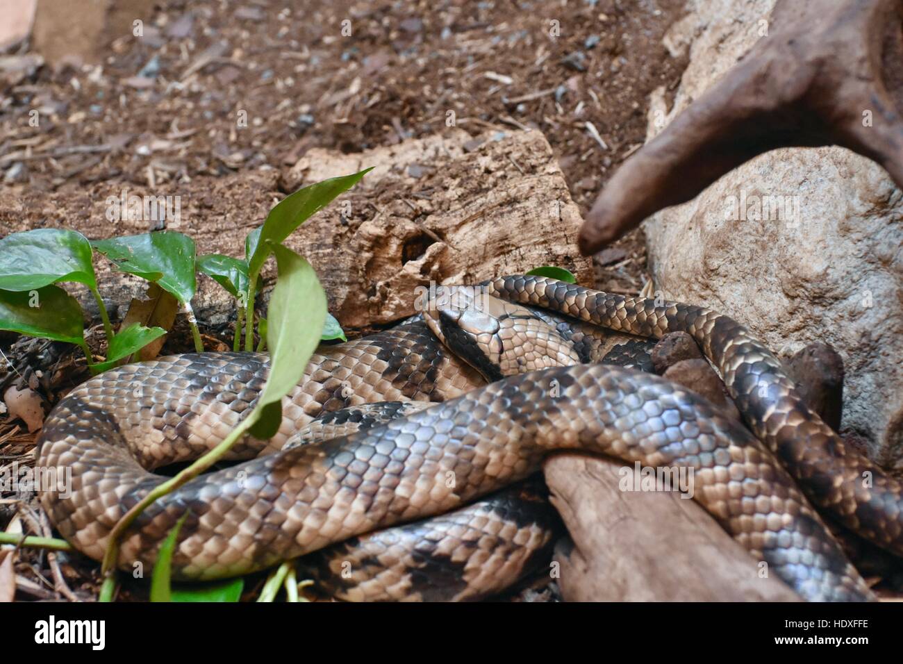 Venomous reptile hi-res stock photography and images - Alamy