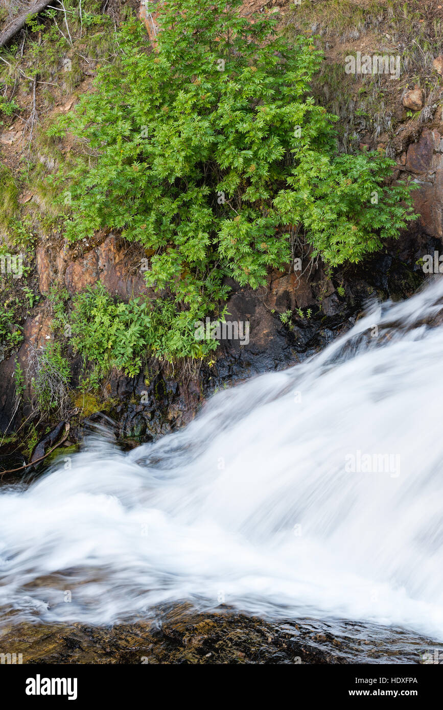 Cascade mountain ash hi-res stock photography and images - Alamy