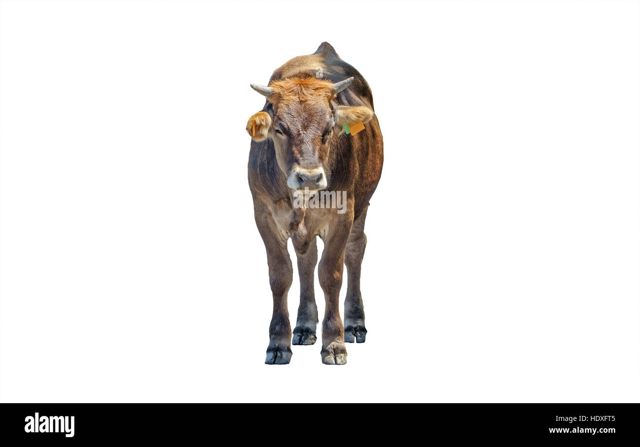 Calf on white background Stock Photo - Alamy