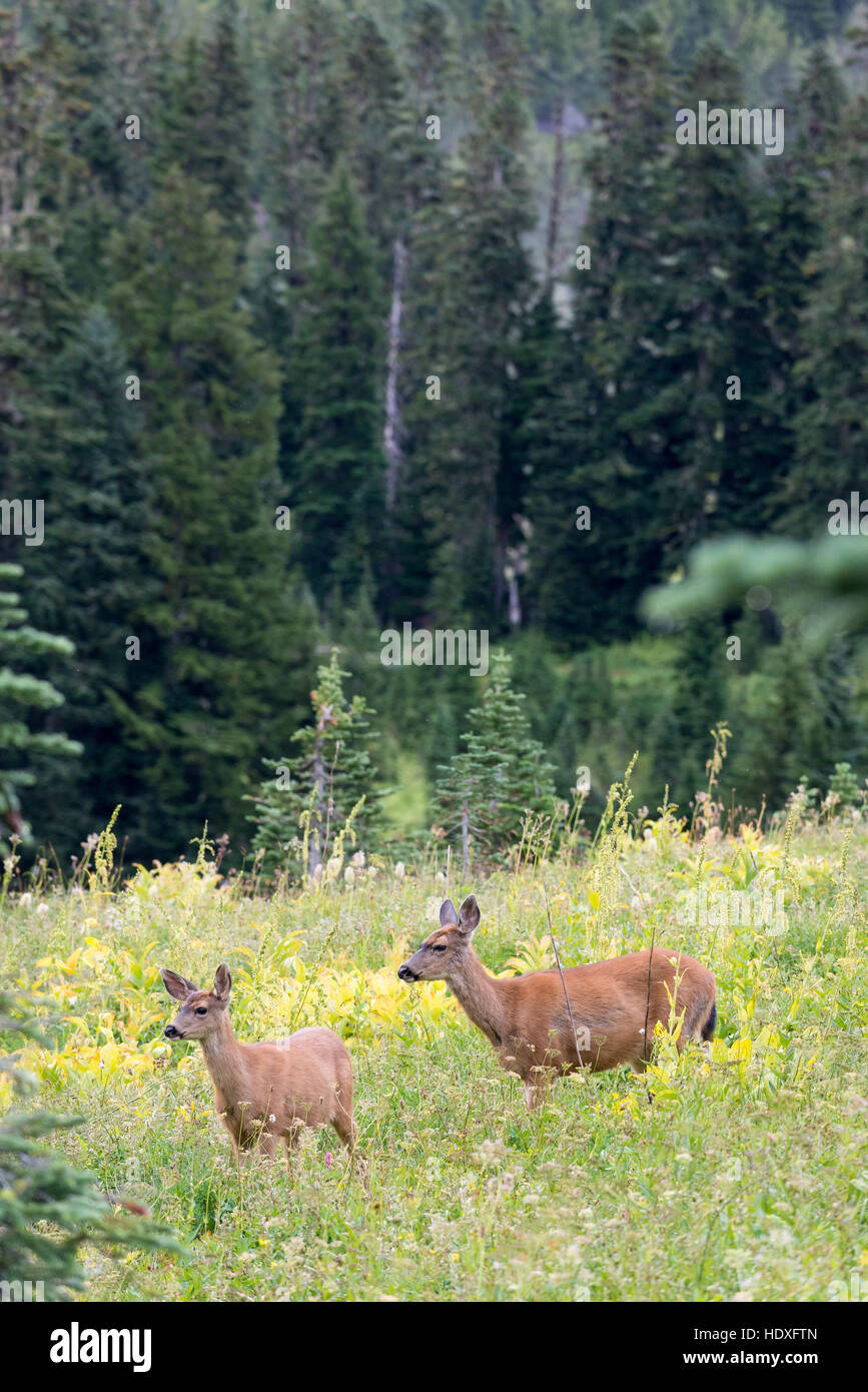 Mule deer in Mt. Rainier National Park, Washington Stock Photo - Alamy