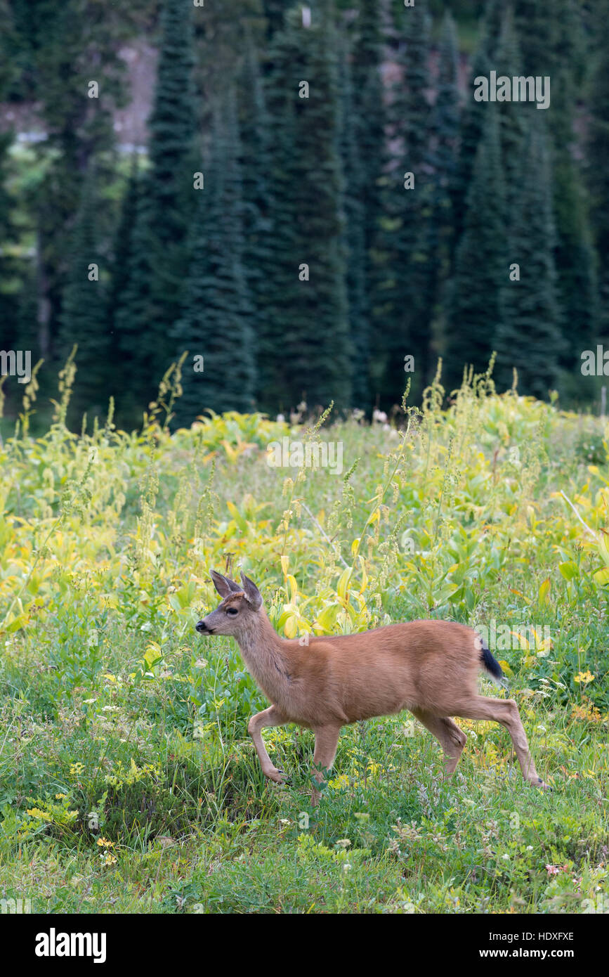 Mule deer in Mt. Rainier National Park, Washington Stock Photo - Alamy
