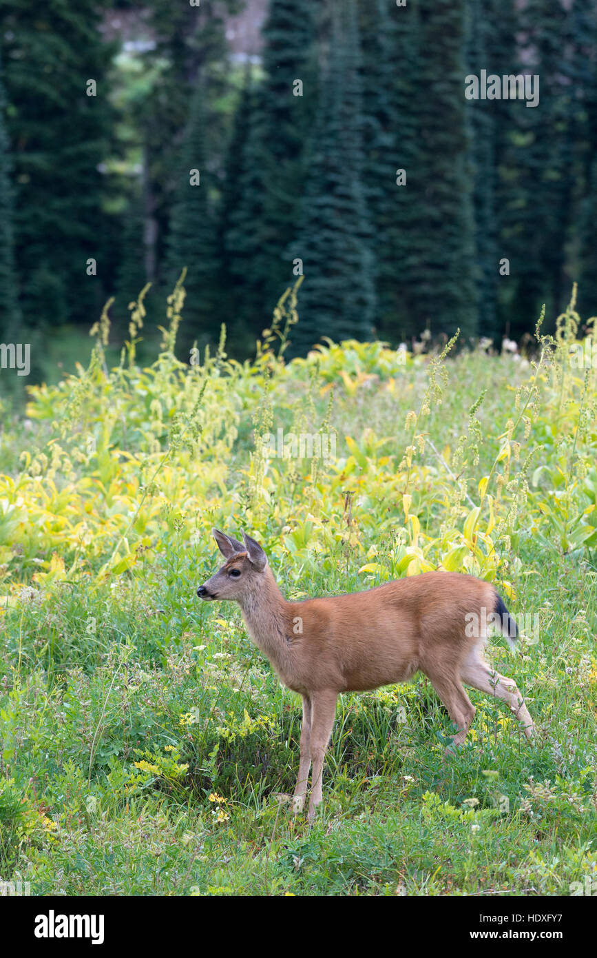 Mule deer in Mt. Rainier National Park, Washington Stock Photo - Alamy