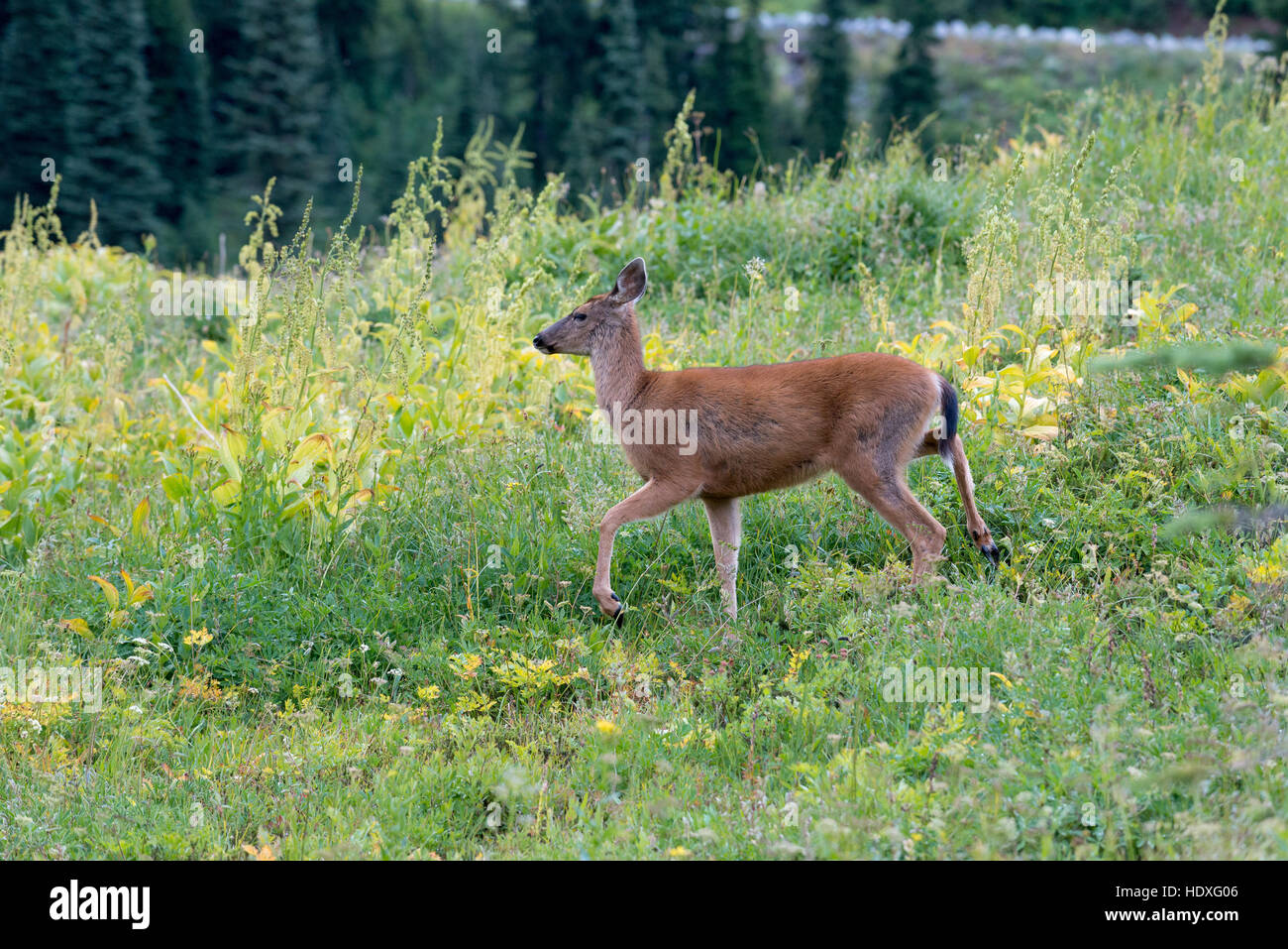 Mule deer in Mt. Rainier National Park, Washington Stock Photo - Alamy