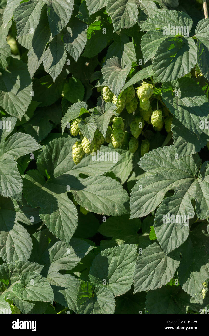 Hops growing in Central Washington Stock Photo - Alamy