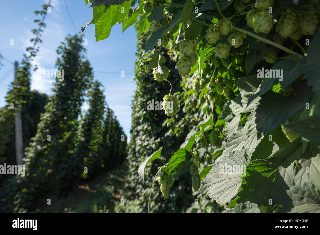 Hops growing in Central Washington Stock Photo - Alamy