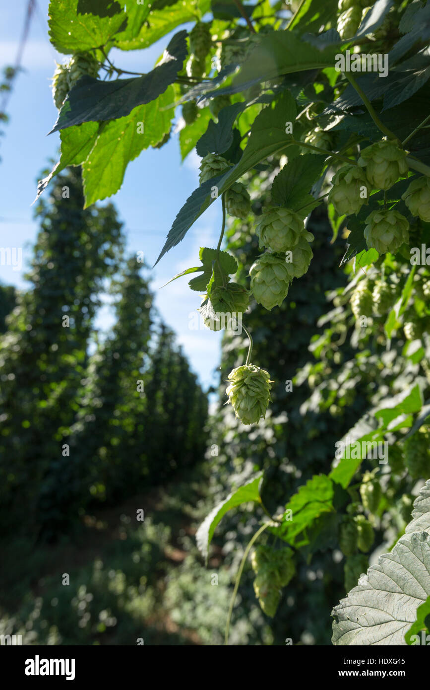 Hops crop hi-res stock photography and images - Alamy