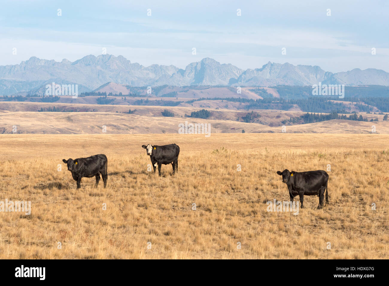 Cows on the Zumwalt Prairie in Northeast Oregon, with Hells Canyon and ...