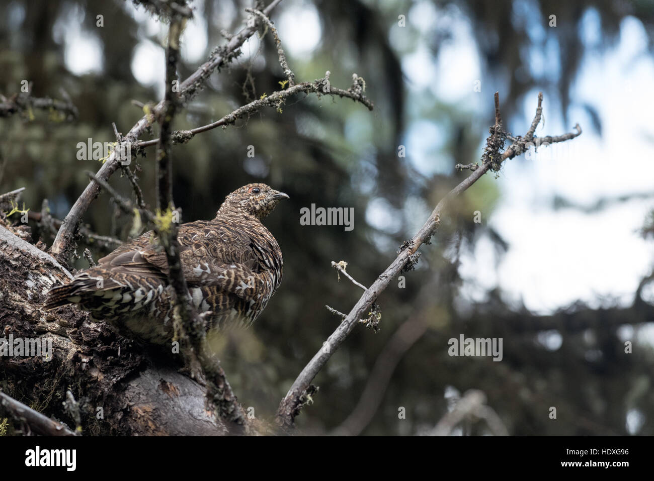 Female Spruce grouse in Oregon's Wallowa Mountains Stock Photo - Alamy