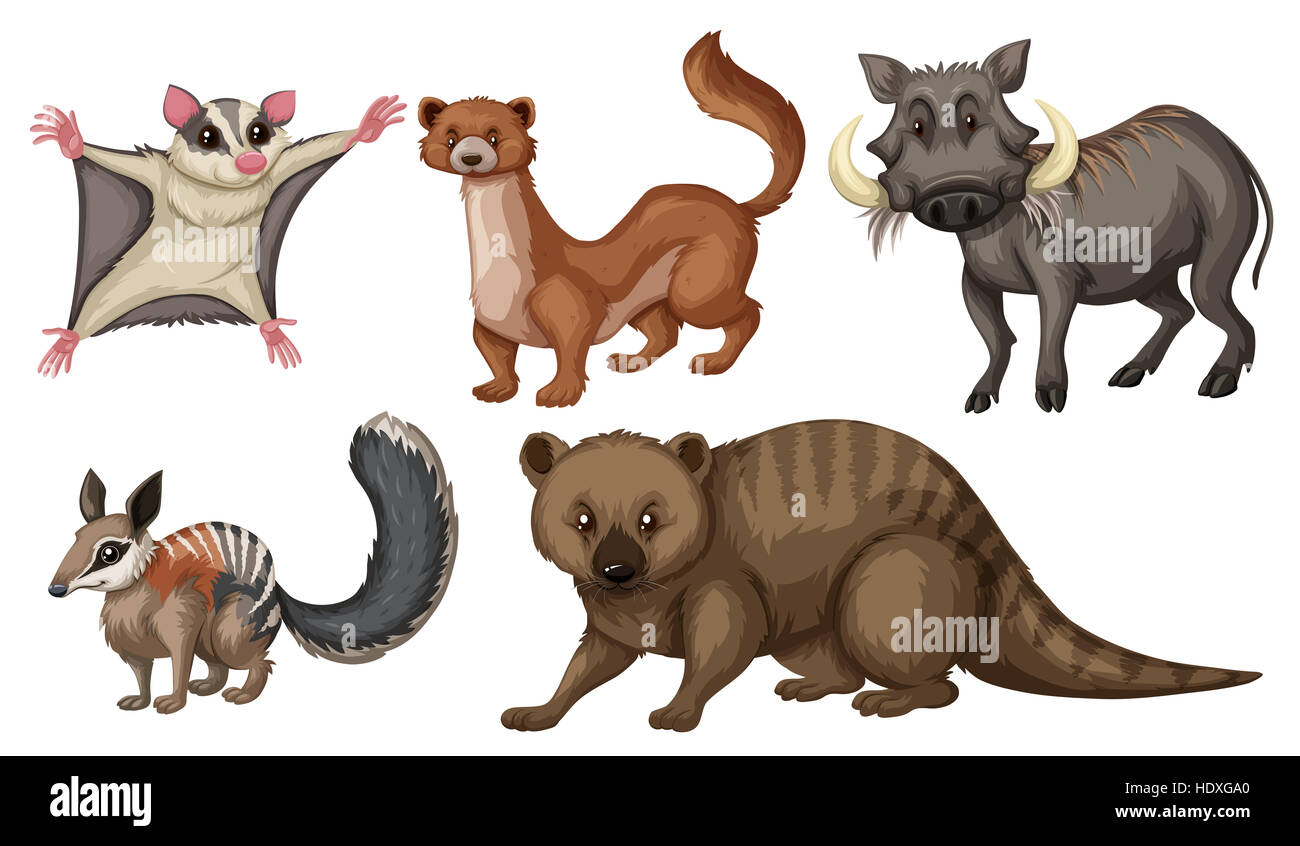 Different types of wild animals illustration Stock Photo - Alamy