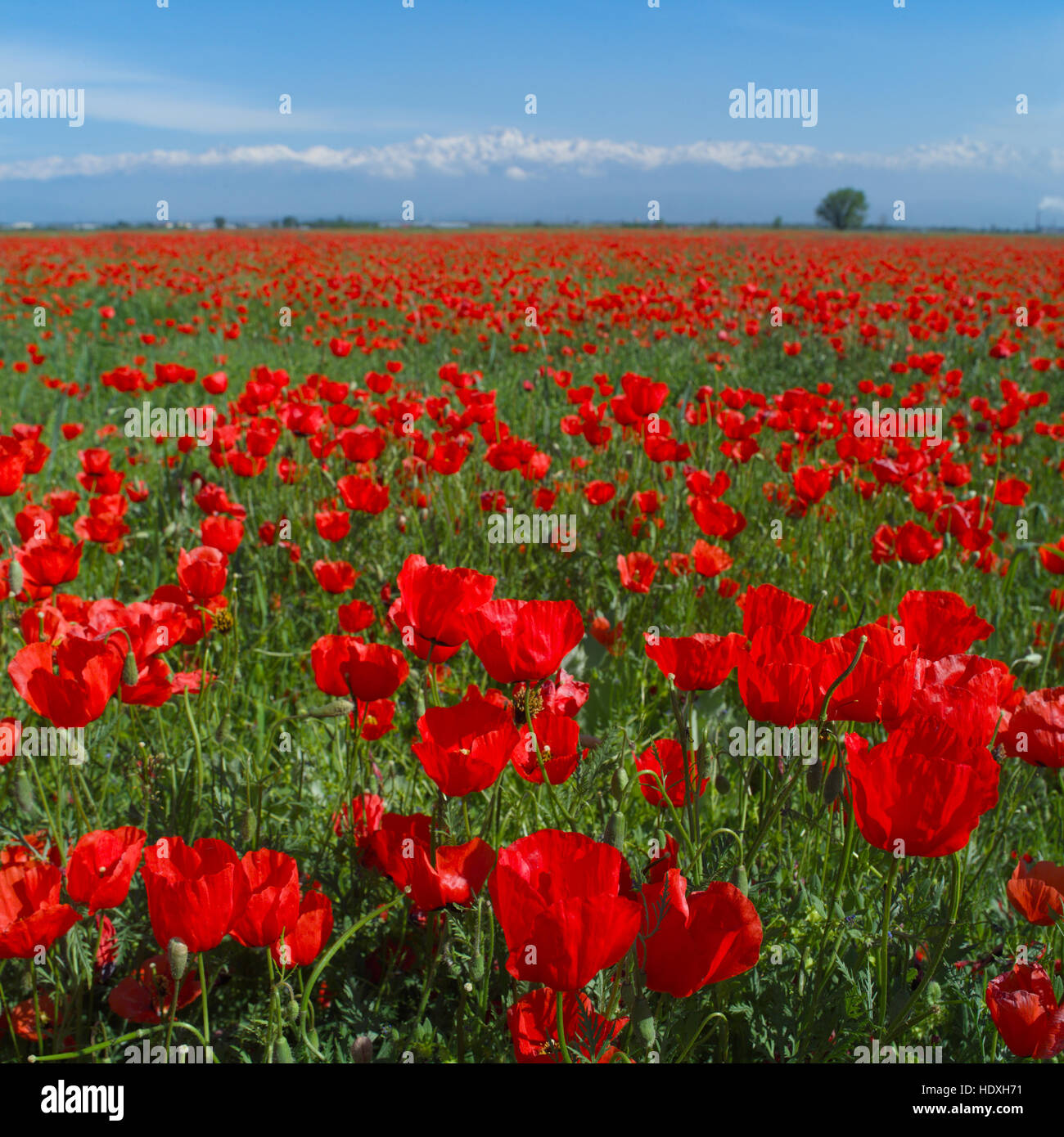 Wide meadow with rep poppies and white prairie flowers Stock Photo - Alamy