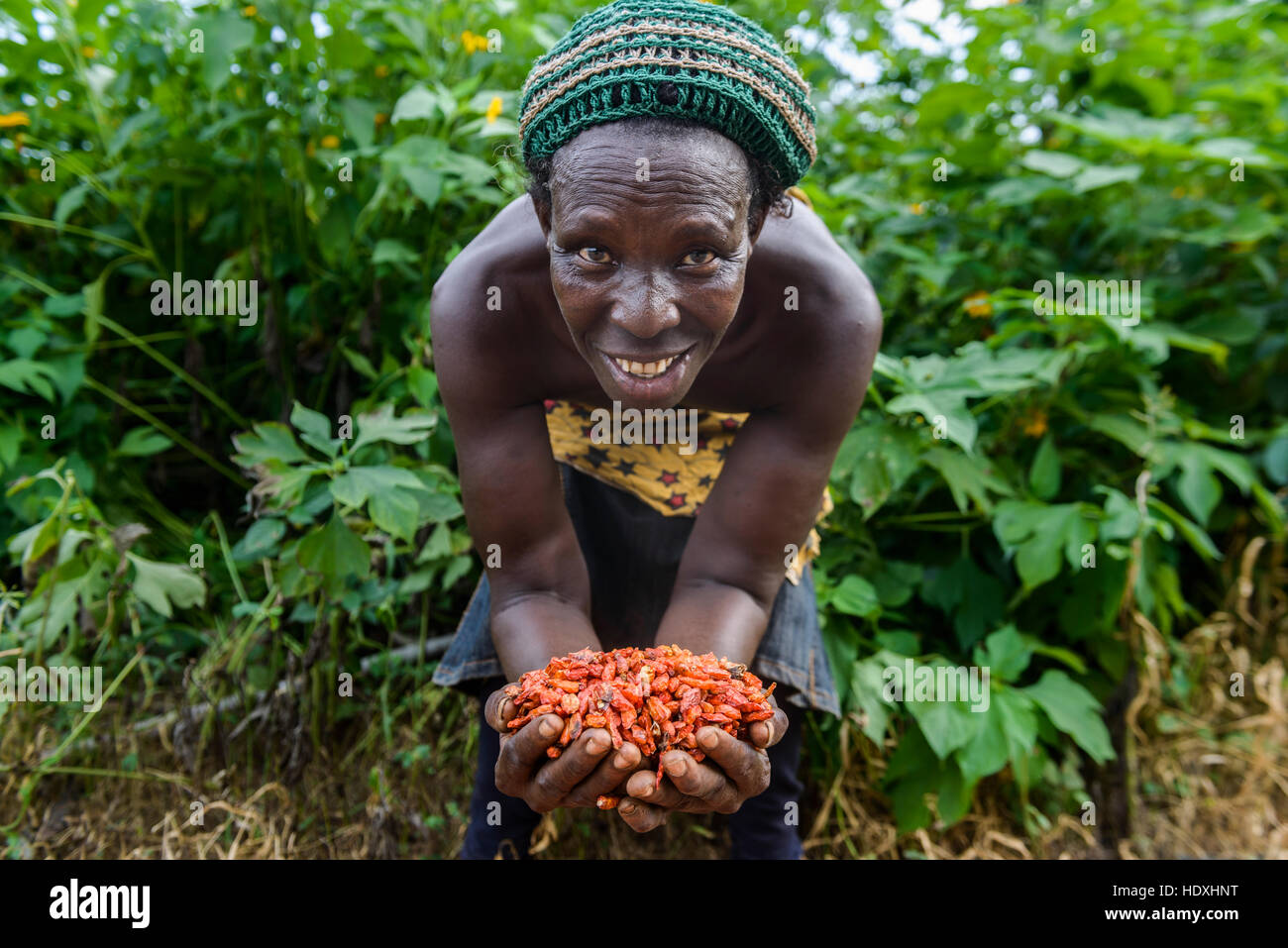 Drying and collecting red peppers, Nigerian countryside Stock Photo - Alamy