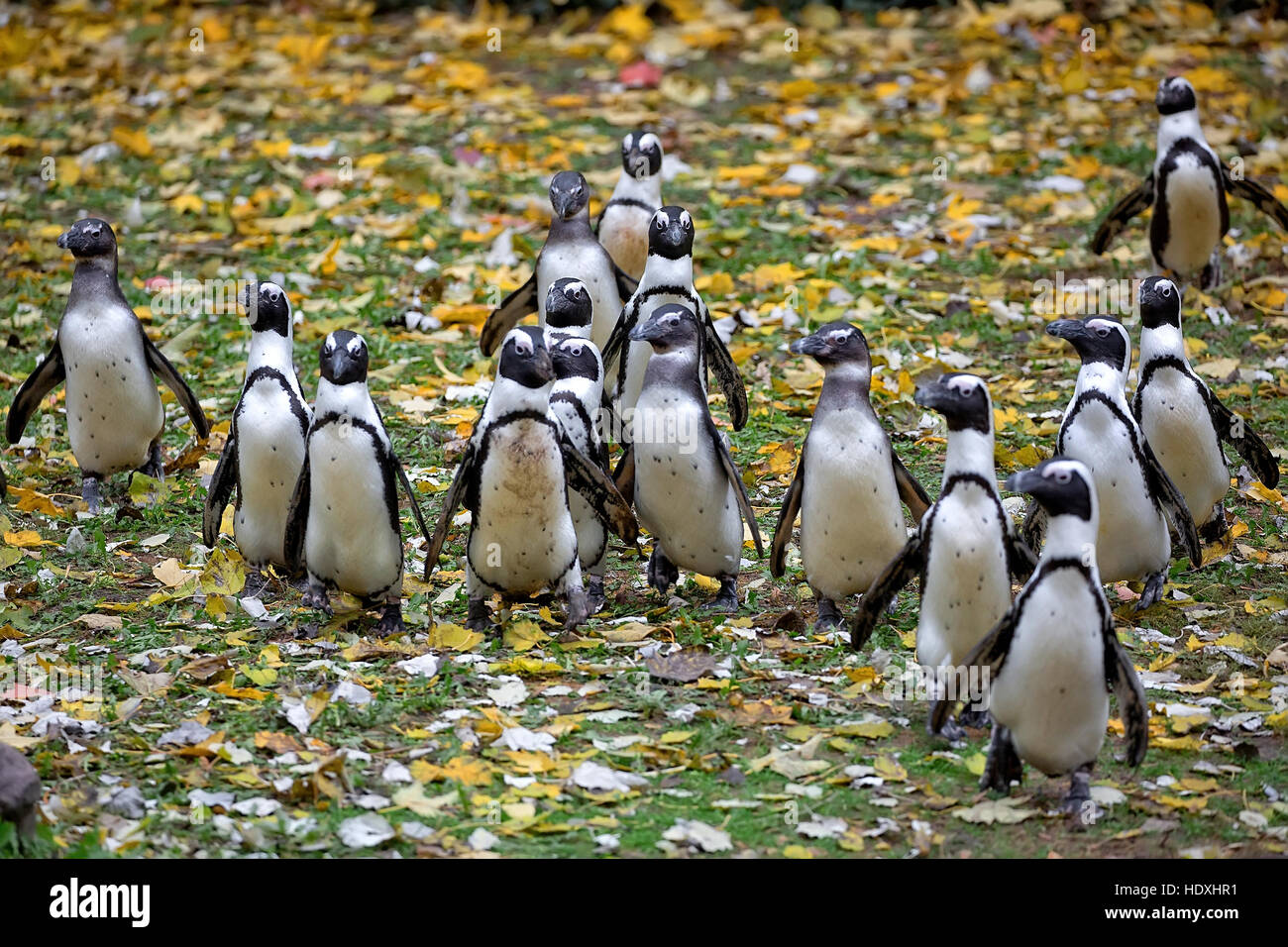 Penguins in a clearing Stock Photo - Alamy