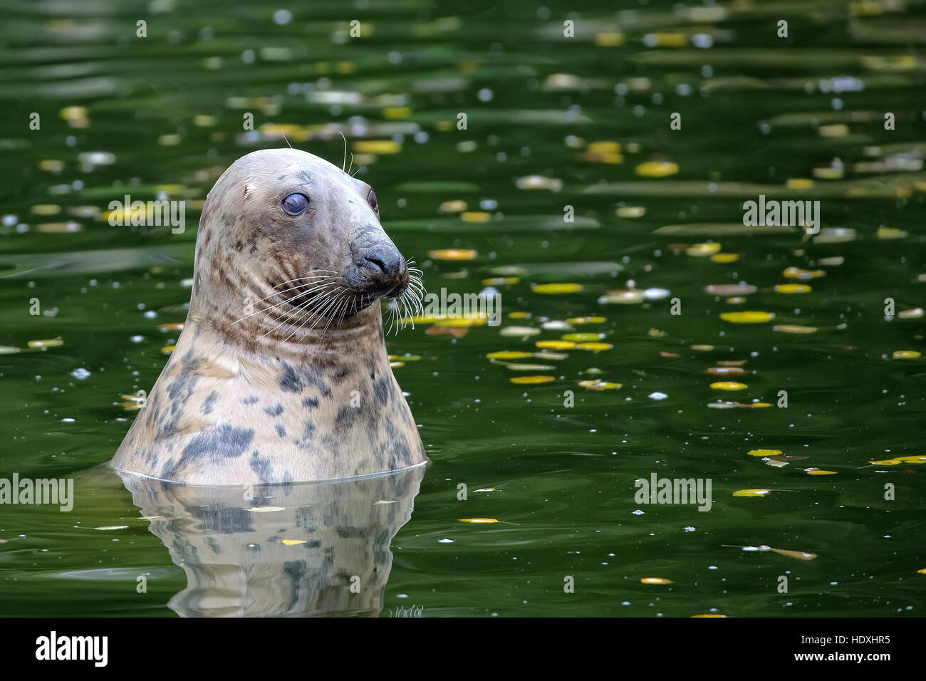Seal in the water Stock Photo - Alamy