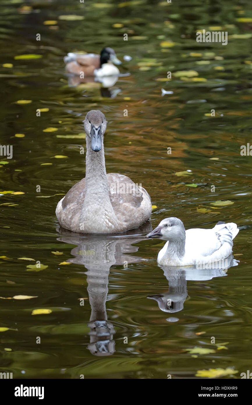 Spring water wild wildlife hi-res stock photography and images - Alamy