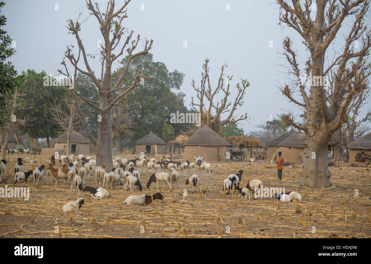 Goat cabins hi-res stock photography and images - Alamy
