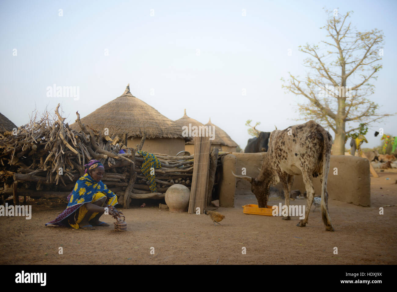 Sahel cattle hi-res stock photography and images - Alamy