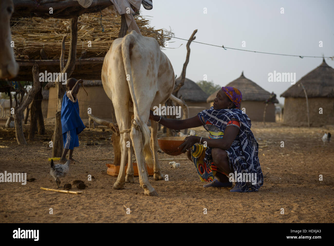 Fulani cattle hi-res stock photography and images - Alamy