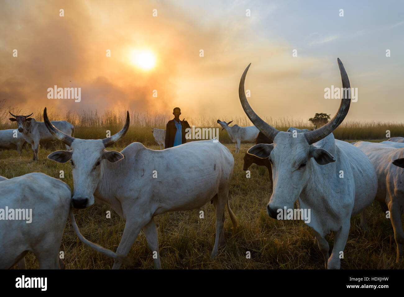 Shepherds of northern Ghana, herding their cattle during a fire, Ghana ...
