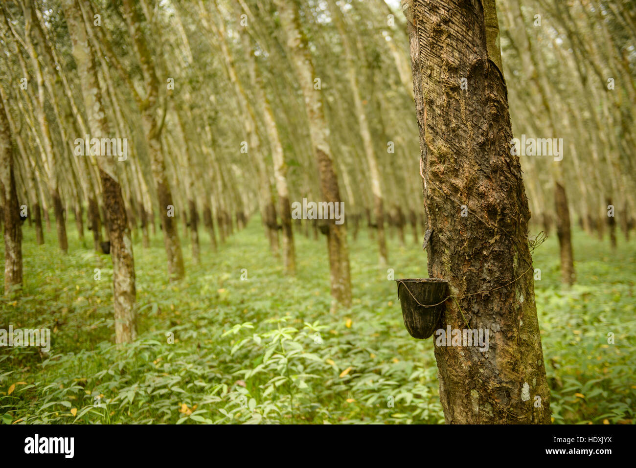 African rubber tree hi-res stock photography and images - Alamy