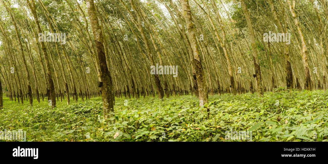 Rubber tree hi-res stock photography and images - Alamy
