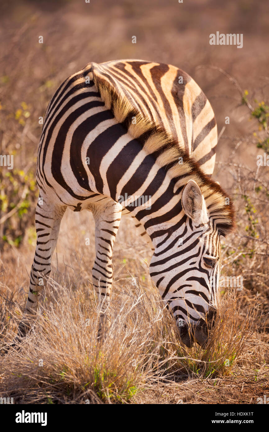 A grazing Burchell's zebra in Kruger National Park in South Africa ...