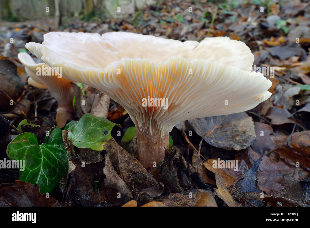 Two Trooping Funnel Fungi in woodland - Clitocybe geotropa Stock Photo ...