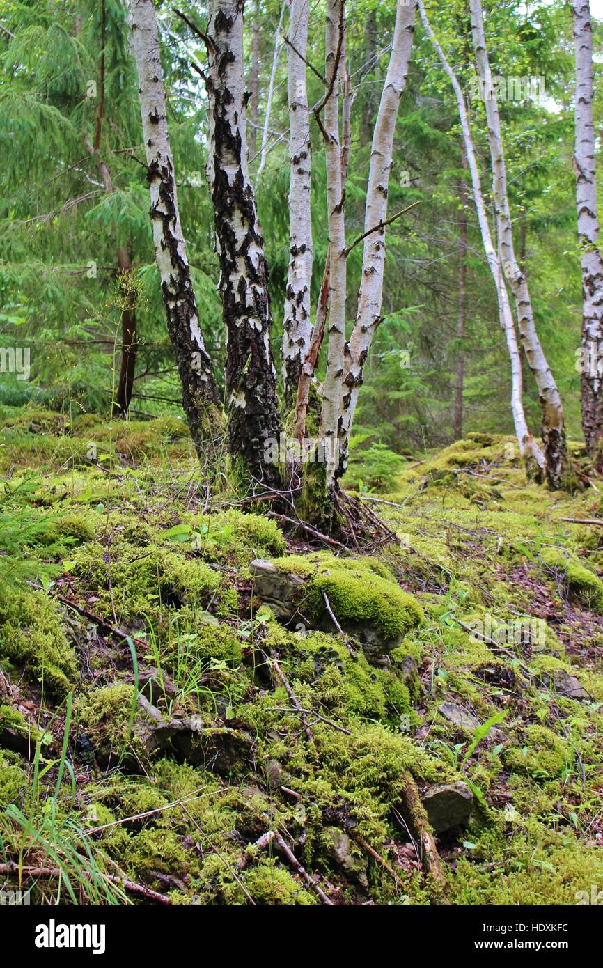 In the nature reserve area Kinnekulle in Sweden, Western Gotland ...