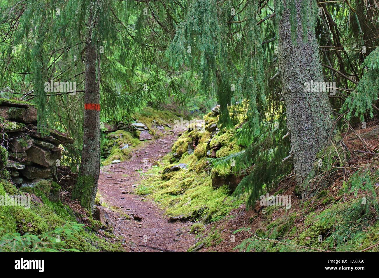 In the nature reserve area Kinnekulle in Sweden, Western Gotland ...