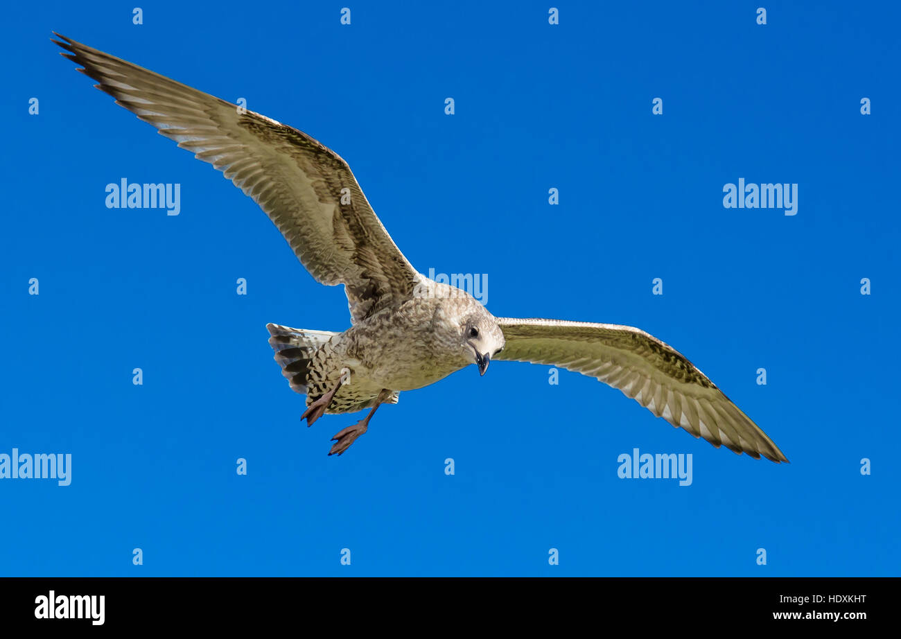 Gull vision hi-res stock photography and images - Alamy