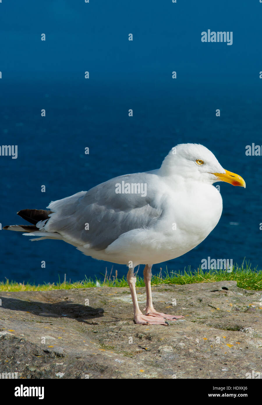 White Seagull With Yellow Beak Stock Photo - Alamy