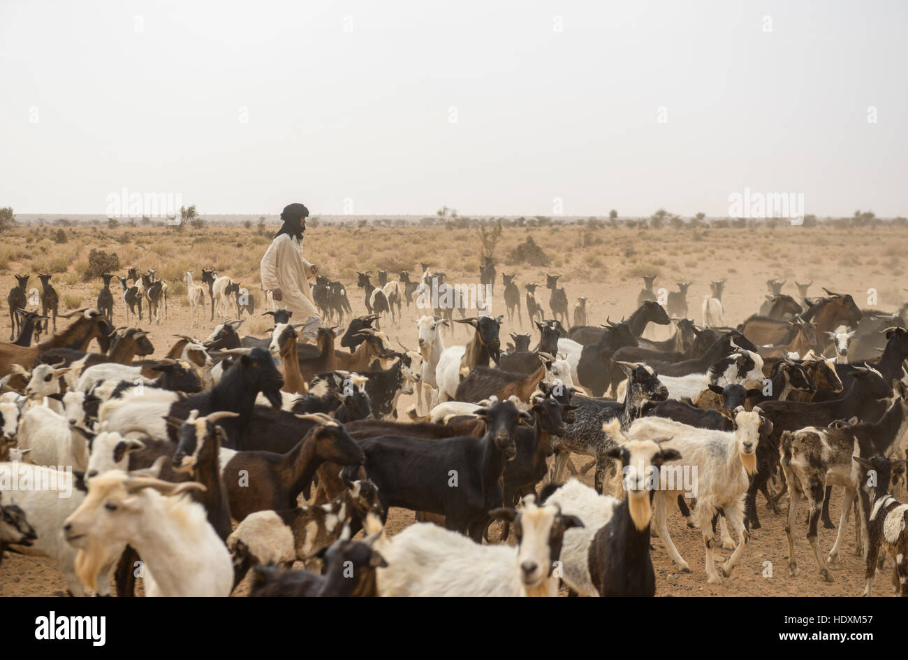 Goat herding nomads of the Adrar, Mauritania Stock Photo - Alamy