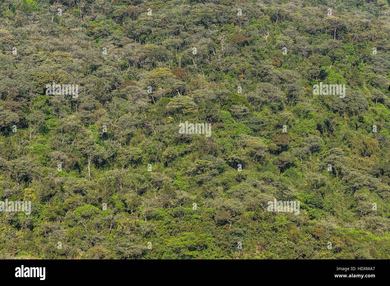 Deep forest top view, Sri lanka Stock Photo - Alamy