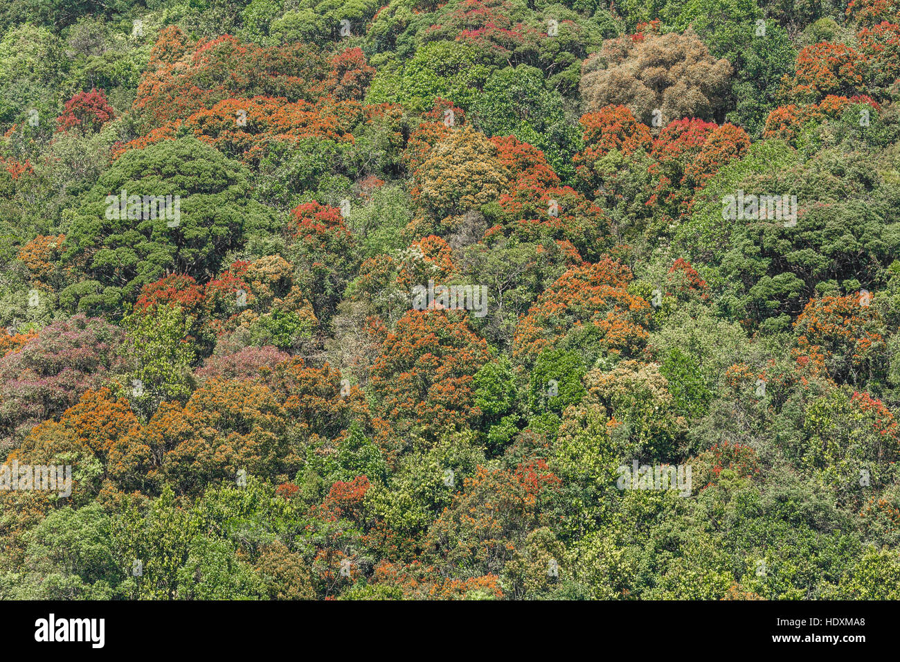 Deep forest top view, Sri lanka Stock Photo - Alamy